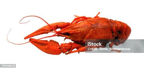 흰색 바탕에 신선한 삶은 붉은 가재 전통적인 러시아 맥주 간식 가까운에 대한 스톡 사진 및 기타 이미지 가까운 갈고리 발톱 갑각류 Istock