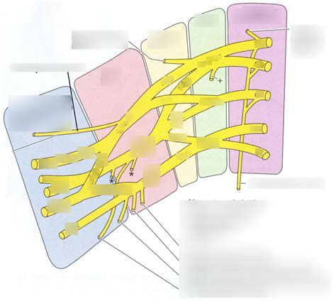 The Brachial Plexus Nerves Exam 4 Cartoon Version Diagram Quizlet