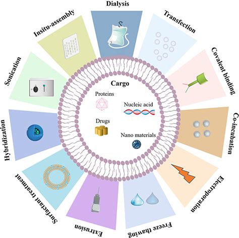 Neural Stem Cell Derived Small Extracellular Vesicles Ijn