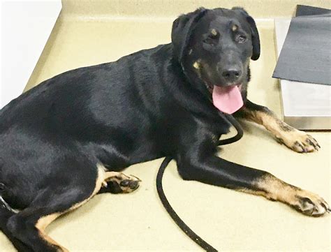 Alexis Talbot Humane