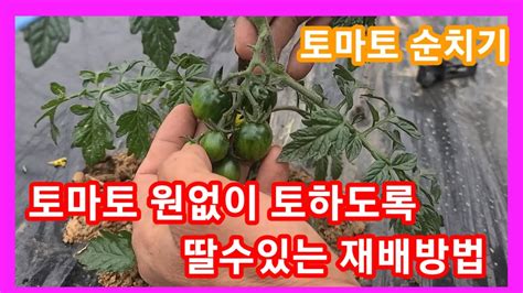 토마토 원없이 토하도록 딸수있는 재배방법 토마토 키우기순치기순지르기순따기 주말농장 텃밭 귀농귀촌 Youtube