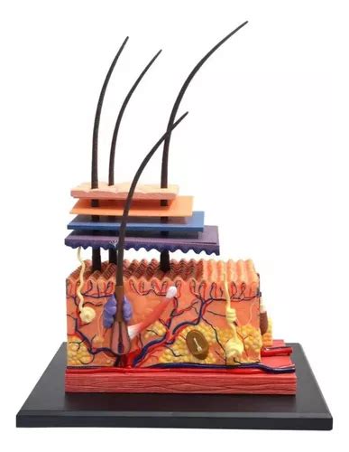 Anatomia Do Tecido Da Pele Parcelamento Sem Juros
