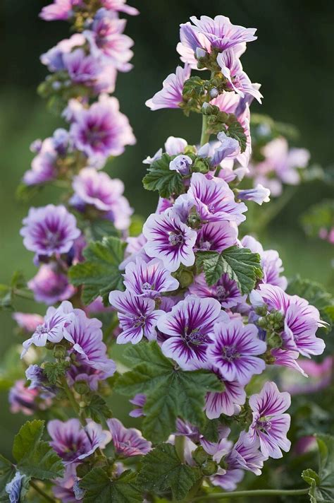Malva Sylvestris Var Mauritiana Wilde Bild Kaufen
