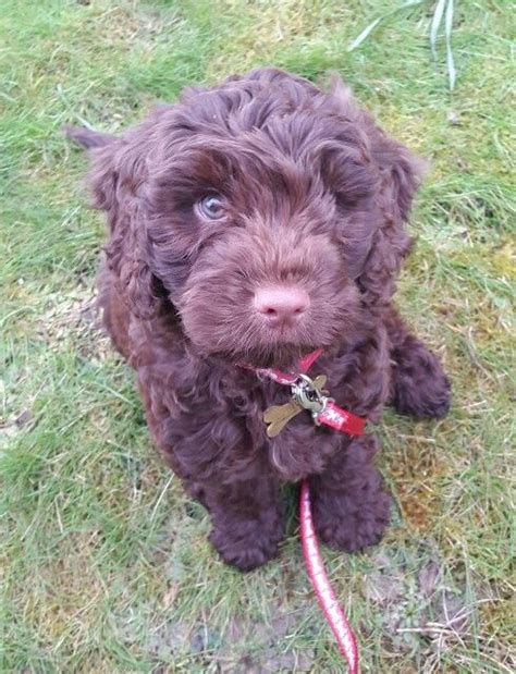 Cockapoo Brown