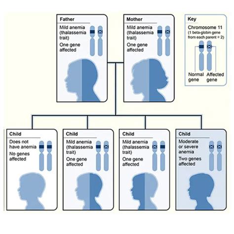 Beta Thalassemia Ganesh Diagnostic