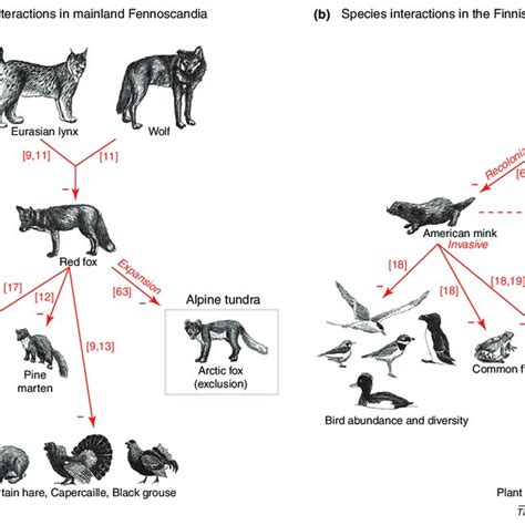 Complex Predator Communities Can Mitigate The Effects Of Mesopredators Download Scientific