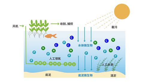微生物集成修复技术 武汉水之国环保科技有限公司 污水处理菌种除氨氮脱总氮专家