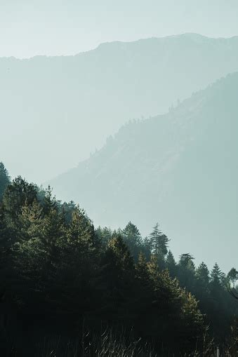 인도 히마찰 프라데시의 마날리에서 산맥이 보이는 숲속의 소나무 의 전경 산에 대한 스톡 사진 및 기타 이미지 산 0명