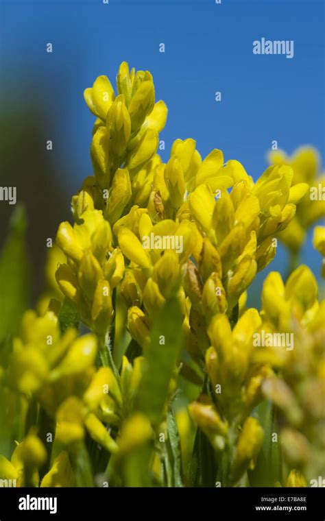 Winged Broom Chamaespartium Sagittale Stock Photo Alamy