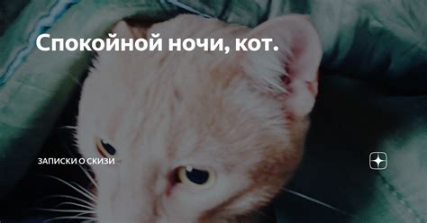 Спокойной ночи кот Записки о Скизи Дзен