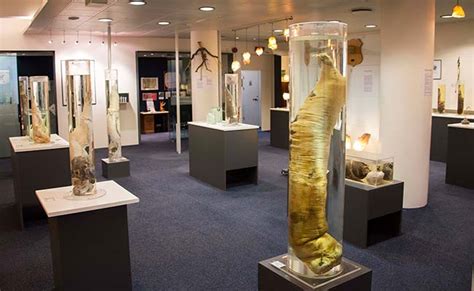 Iceland Breaks Taboo With Worlds Largest Penis Museum
