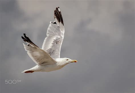 Seagul By Dubravko Butković 500px