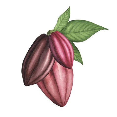 Premium Photo Ripe Cocoa Pod Isolated On White Watercolor Hand