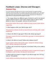 Feedback Loops Answer Key 1 Docx Feedback Loops Glucose And