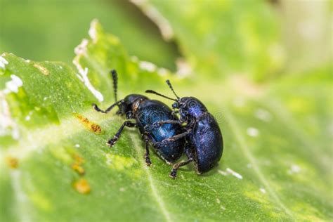 Sex Insects Stock Image Image Of Relationsheep Branch 23469921