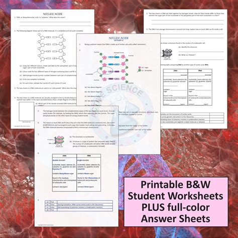 Dna Structure Replication And Protein Synthesis Us Edition Made By
