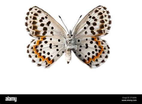 Chequered Blue Scolitantides Orion Scolitantides Ultraornata Female