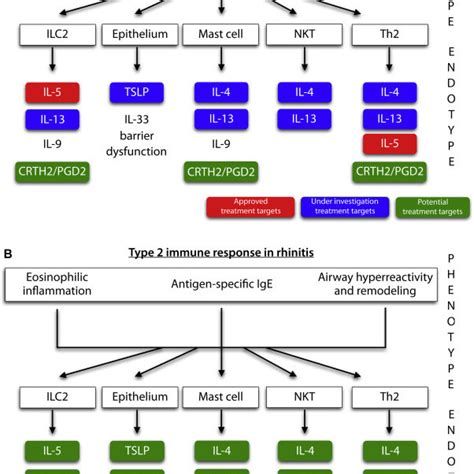 A Overview Of The Type 2 Immune Response In Asthmatic Patients Three Download Scientific