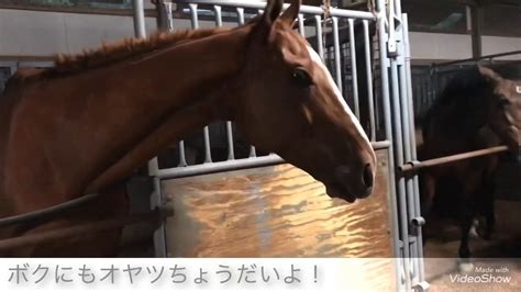 ケンちゃんオヤツ独り占めしたくて雄叫びでアピール Youtube