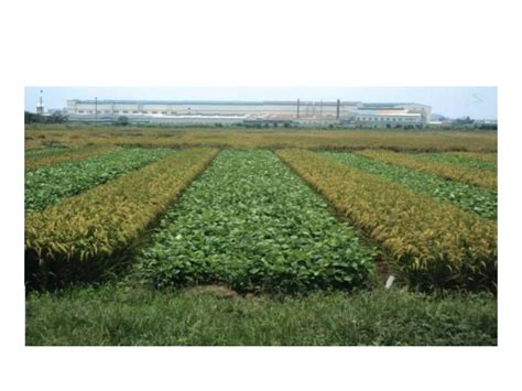 Rice Based Cropping System Pptx Agriculture Industries