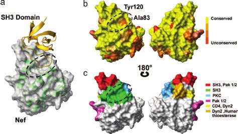 Structural Conservation Of Hiv 1 Nef Binding Surfaces A X Ray