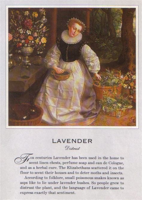 8월의 꽃 라벤더 Lavender 시 해설 전설 해주skoh 네이버 블로그