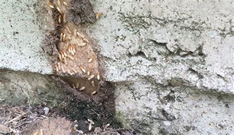 Formosan Termite Swarming Season In New Orleans — Dial One Franklynn