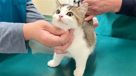 動物病院で健康診断を受けに行く子猫たち 肉球ドットコム（）