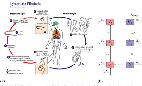 Figure 2 From A Game Theoretic Model Of Lymphatic Filariasis Prevention