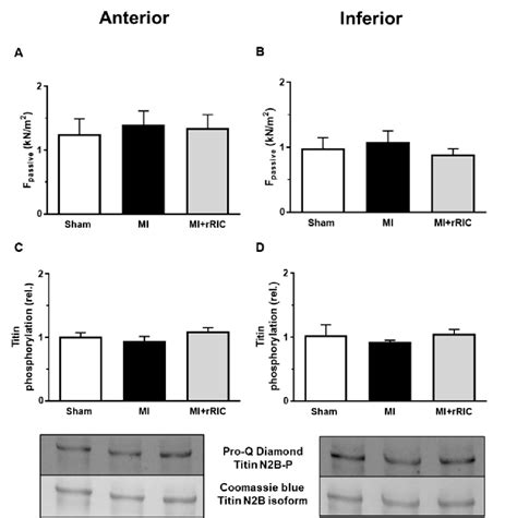 Titin Based Passive Tension And Titin Protein Phosphorylation In The Download Scientific