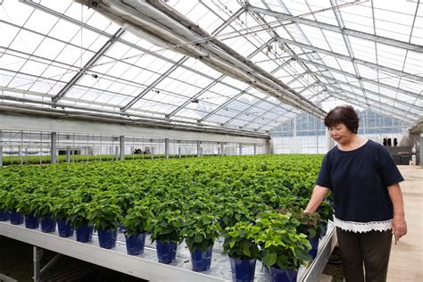 最高級の糖度の秘密 花き栽培の技術が実を結んだ、マンゴー栽培 未知の細道 ドラぷら