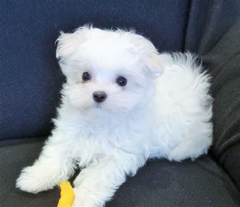 Maltese Puppies For Sale