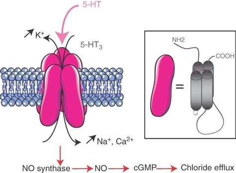5 Ht3 Receptor ~ Detailed Information Photos Videos