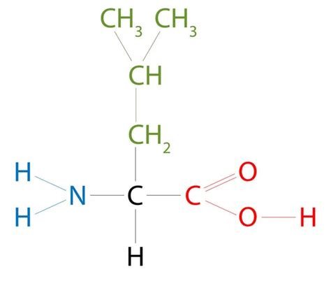 Amino Acids Structural Formula