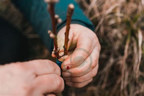 How To Take Care Of Pear Trees Essential Guide