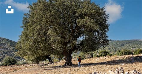 Foto Una Persona Parada Debajo De Un Gran árbol En Una Colina Imagen