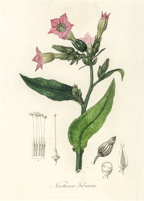 Nicotiana Tabacum Drawing