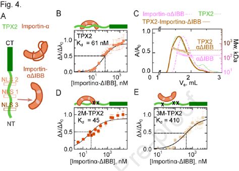 Tpx2 Interacts With Importin α Ibb Via Nuclear Localization Sequences