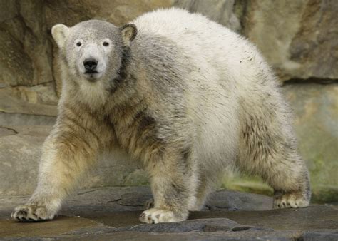Ijsbeer Knut Leed Aan Auto Immuunziekte Eerste Keer Bij Dier Vastgesteld Nrc