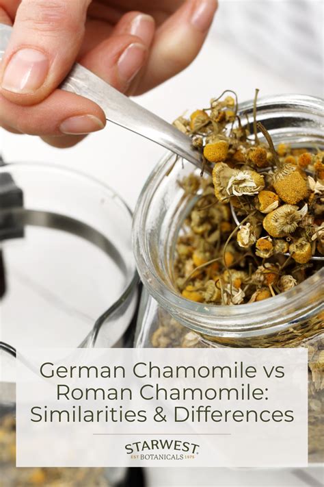 German Chamomile Vs Roman Chamomile Similarities And Differences