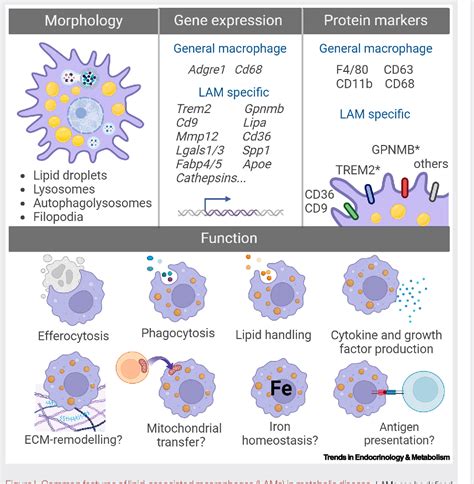 Figure 1 From Lipid Associated Macrophages Between Aggravation And