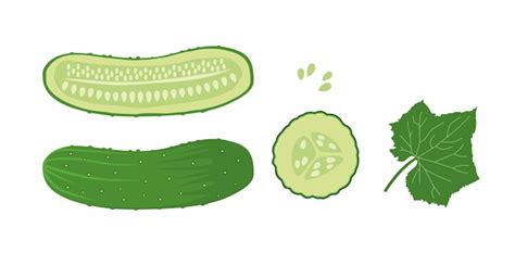 Premium Vector Green Cucumber Fresh Healthy Vegetables