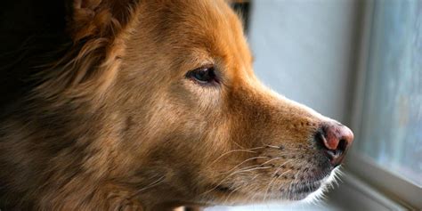 Como lidar a ansiedade de separação Cão Cidadão