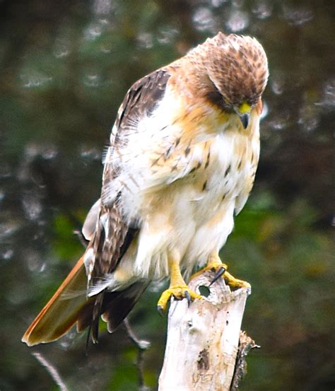 Barry The Birder Young Swainsons Hawk Is One Of Three In Aurora This