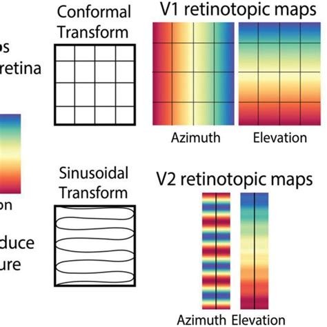Retinotopic Maps In The Cortex Can Exhibit Complex Patterns That Do Not Download Scientific
