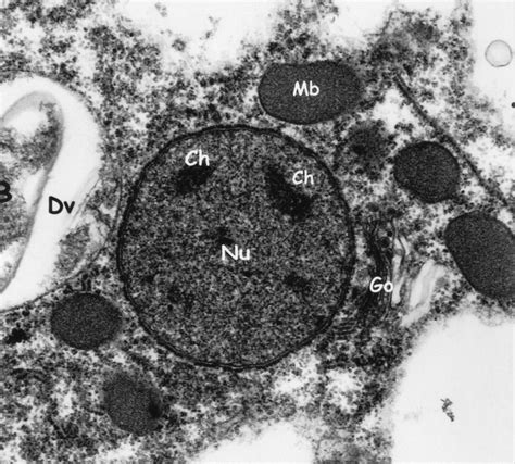Nucleus Micrograph
