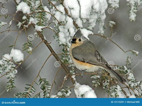 Tufted Titmouse In Winter Snow Storm Stock Image Image Of Wildlife