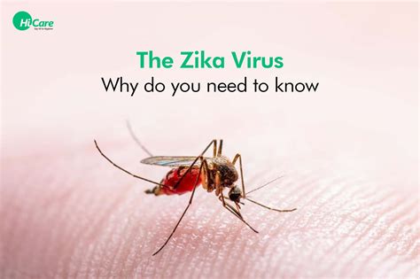 Zika Virus Everything You Need To Know HiCare