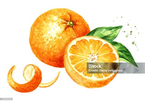 皮と緑の葉を持つ新鮮なオレンジ色の果実白い背景で隔離された手描きの水彩イラスト 果物 オレンジのベクターアート素材や画像を多数ご用意