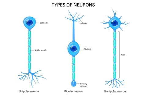 Types Of Neurons Vector Unipolar Bipolar And Multipolar Neuron Neuron Types Nerve Cell Anatomy